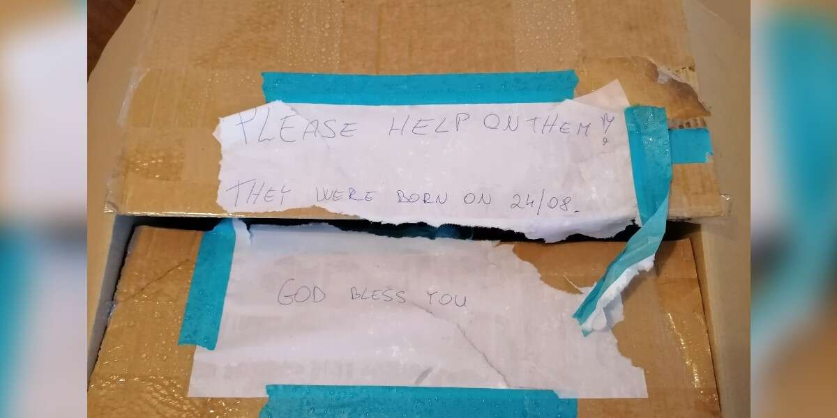 Shelter Finds Box Abandoned In Driveway With The Saddest Note - The Dodo
