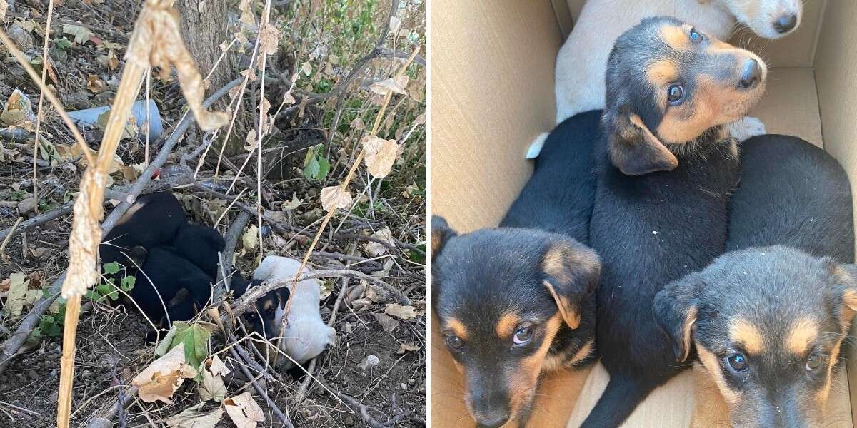Couple Finds Box Of Puppies Abandoned In The Woods And Knows What They ...
