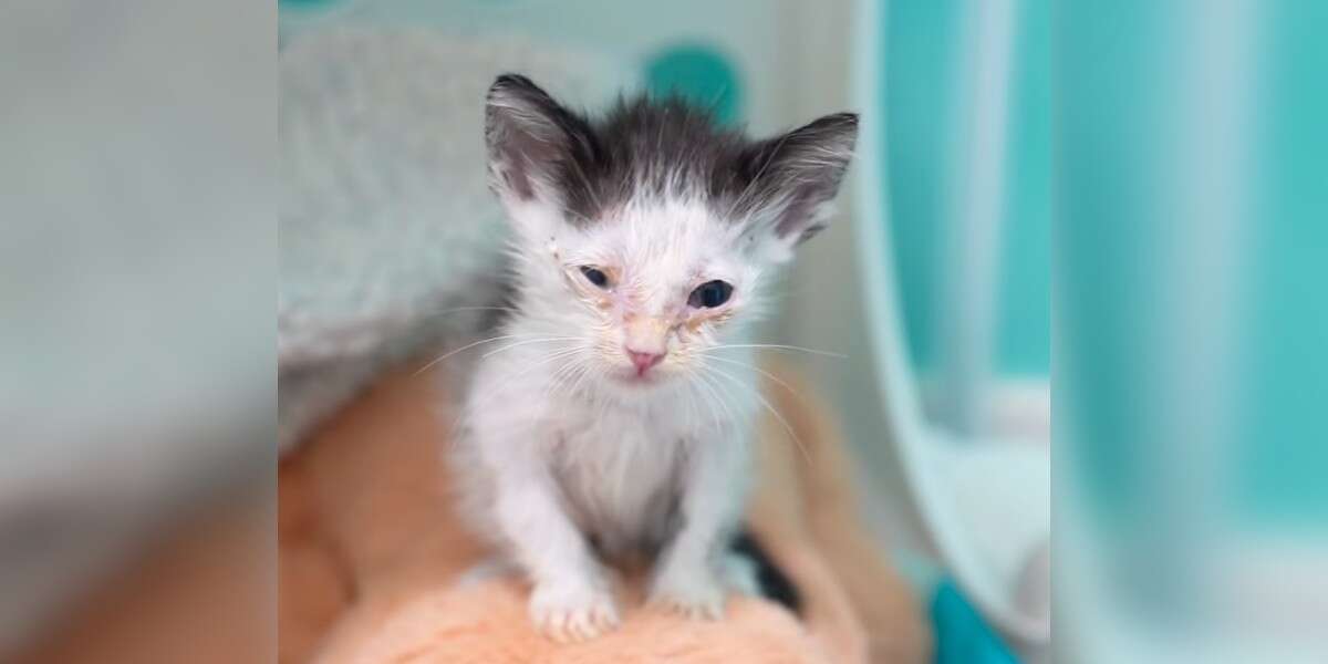 Maurizio The Tiny Kitten Almost Didn't Make It But Has Most Beautiful ...