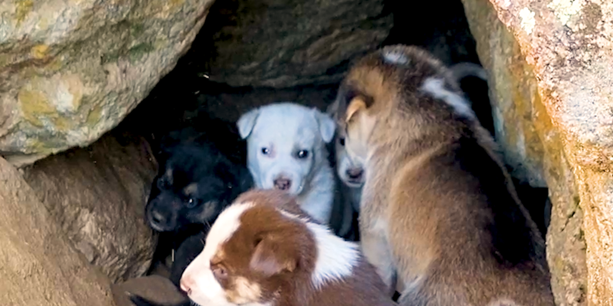 Woman Rescues 10 Tiny Puppies From A Rock Cave - Videos - The Dodo