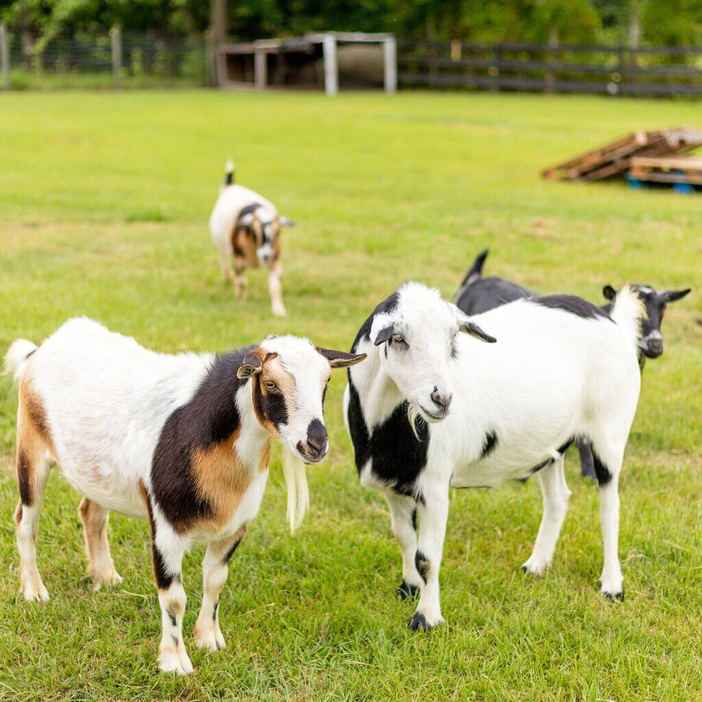 Best Farm Stays on Airbnb in 2022: Book a Remote Weekend Getaway ...