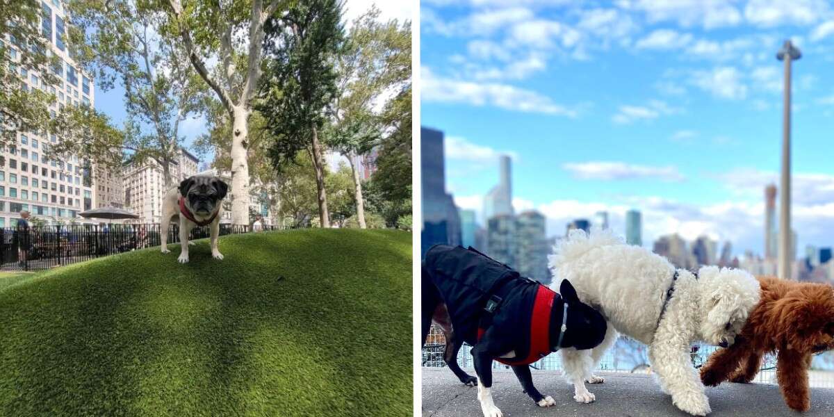 Dog Parks In NYC: The 18 Best Ones, According To Locals - DodoWell ...