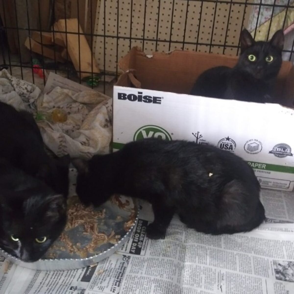 Shelter Overflowing With 40 Black Cats Comes Up With Special Plan To ...