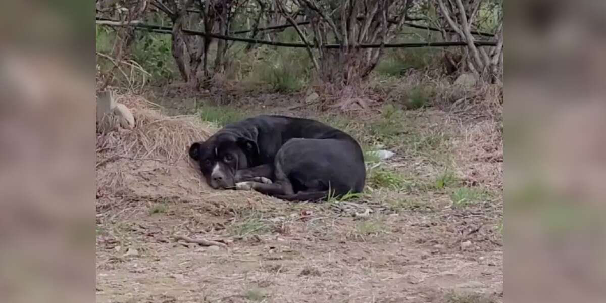 Woman Sees 'Black Bag Of Garbage' Near The Highway, Then Takes A Closer ...
