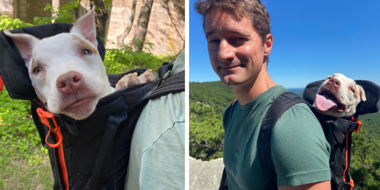 Little Chonk Maxine One Bag Review: We Put The Dog Backpack To The Test ...