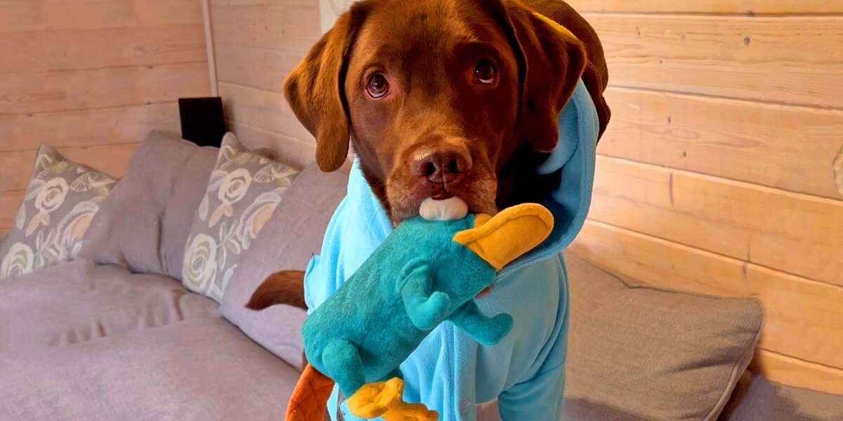 Lab’s Best Friend Is Perry The Platypus - Videos - The Dodo
