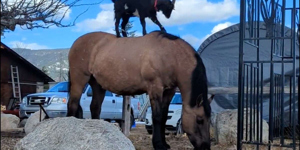Goat Loves Getting A Lift From His Friend - Videos - The Dodo
