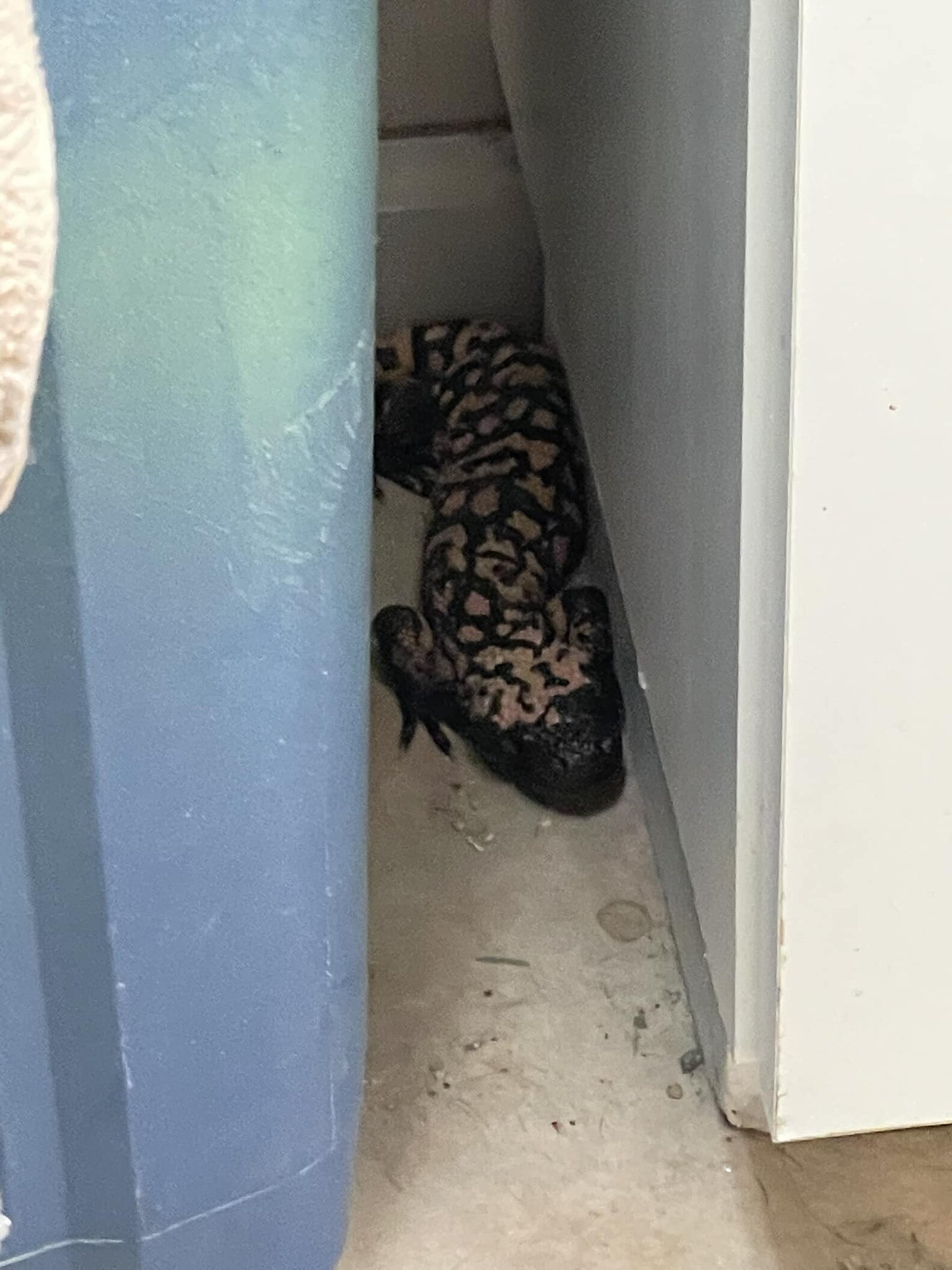 Woman Goes Into Laundry Room And Finds Someone Unexpected - The Dodo