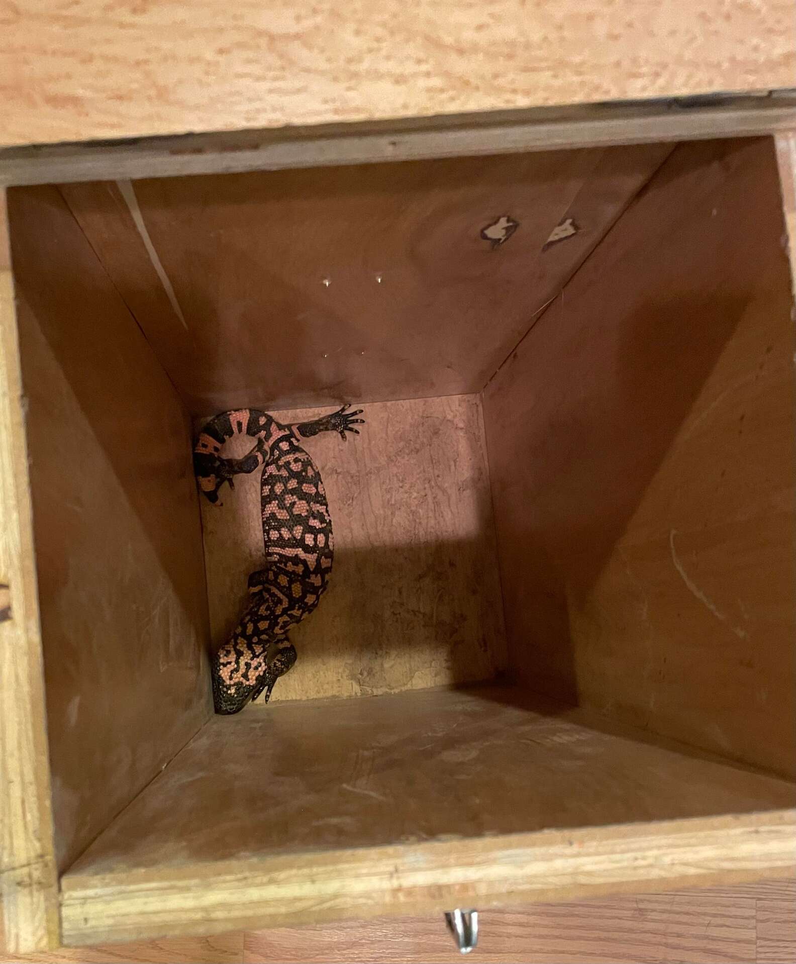 Woman Goes Into Laundry Room And Finds Someone Unexpected - The Dodo