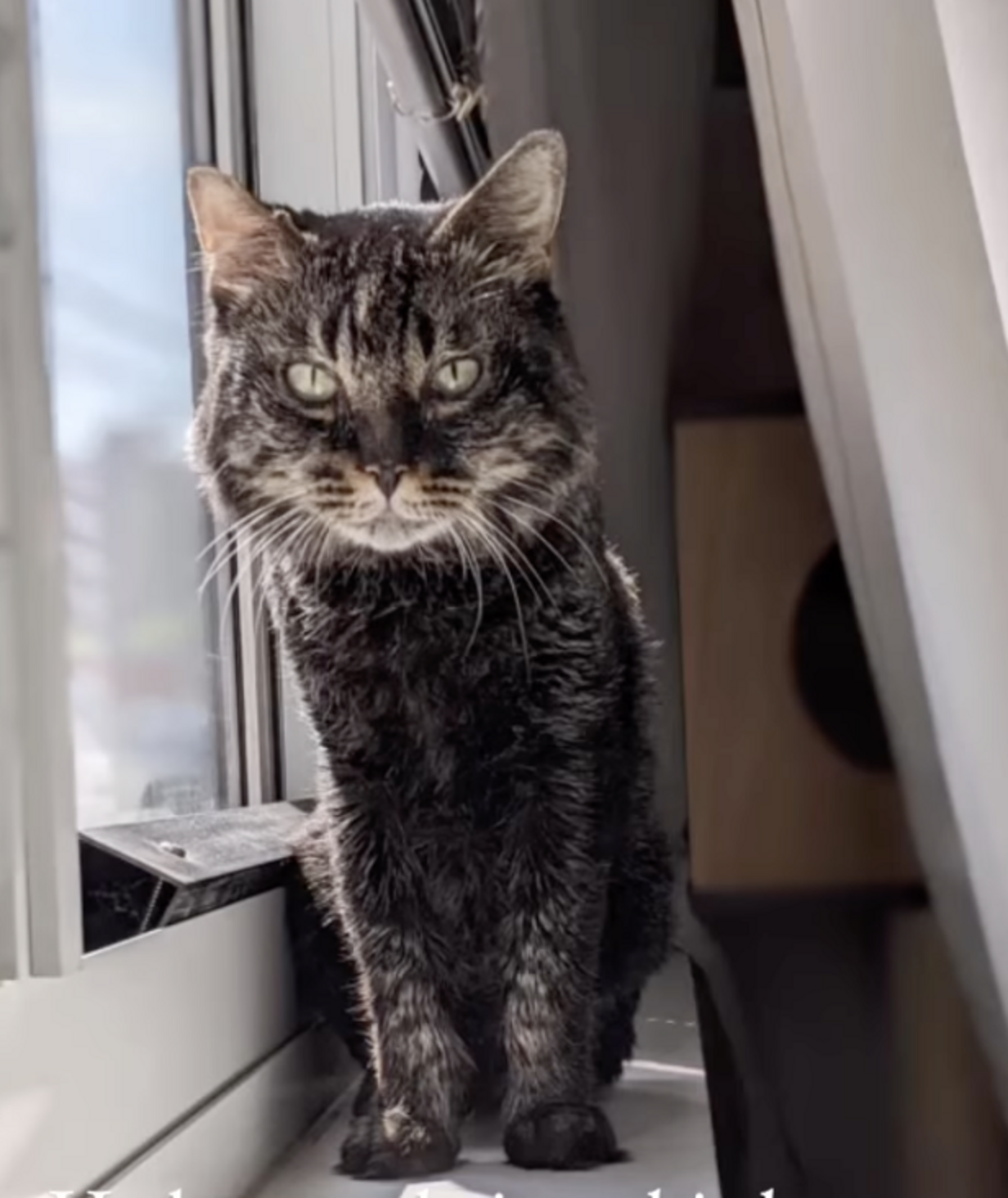 Capone The Stray Cat 'Frozen In Fear For Days' Is So Grateful When ...