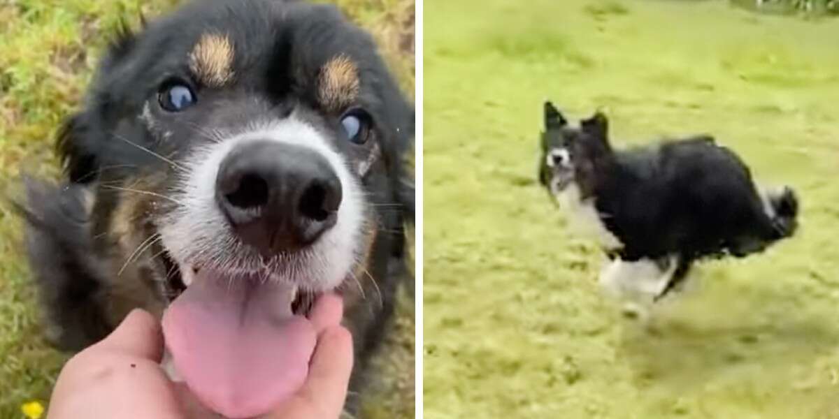 Jacko The Blind Dog Spent A Year In Shelter 'Gets To Run Free In His ...