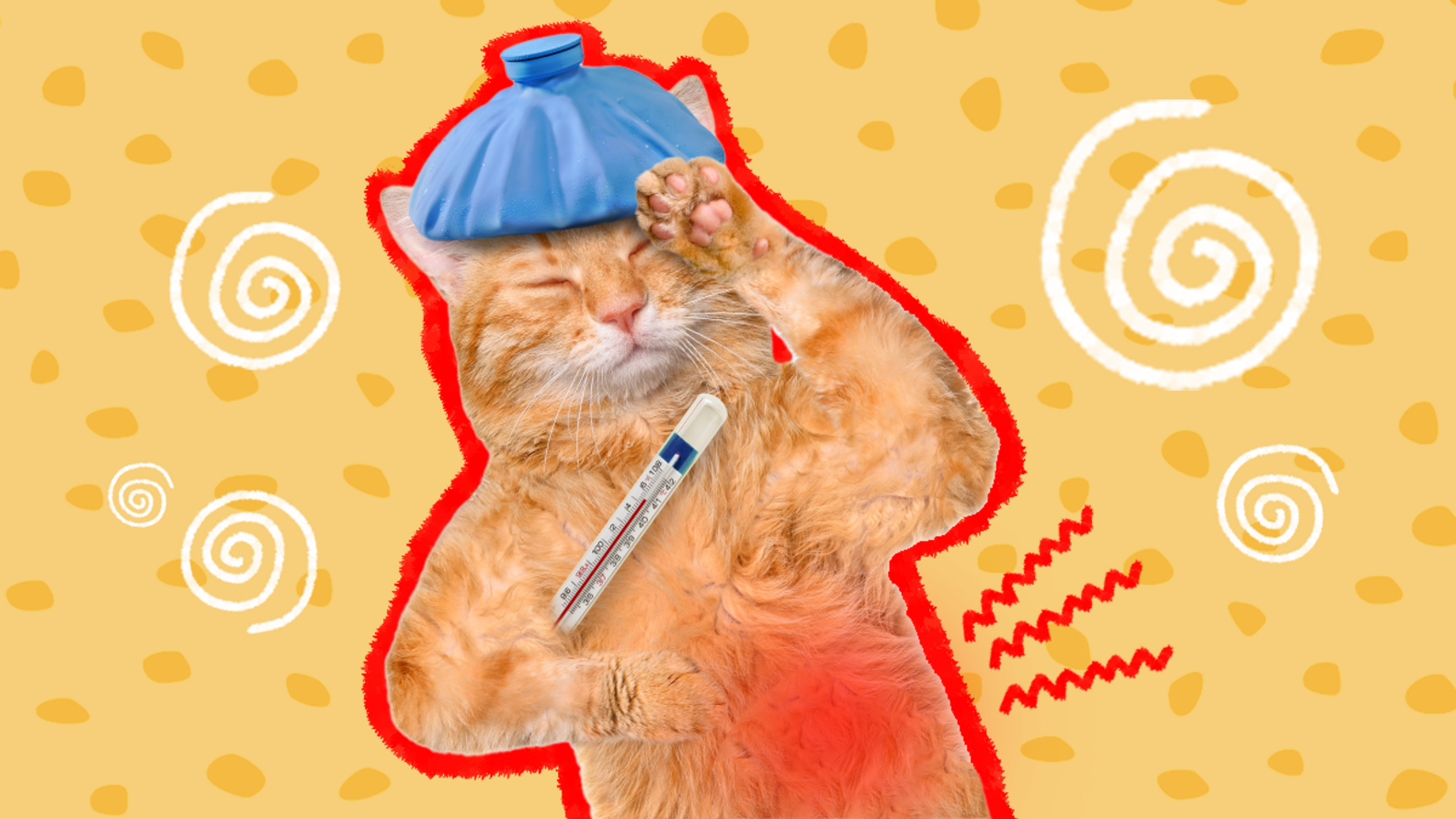 Pancreatitis In Cats: Here’s What You Need To Know, According To A Vet ...