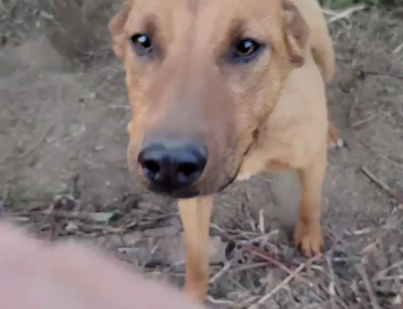 Abandoned Puppy Has The Sweetest Reaction Ever To Seeing Her Rescuer ...