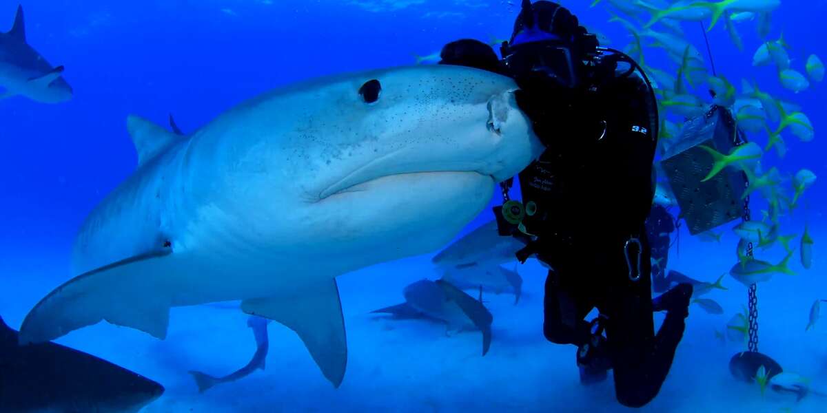 Man Has Been Friends With Tiger Shark For Over 22 Years - Videos - The Dodo