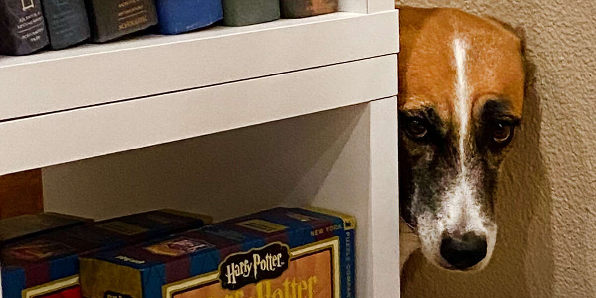 Dog Overcomes All Her Fears, One By One - Videos - The Dodo