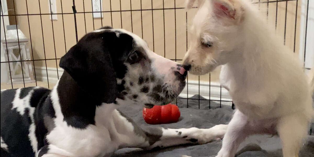 Two-Legged Puppy Was So Lonely Until She Met The Perfect Match - Videos ...
