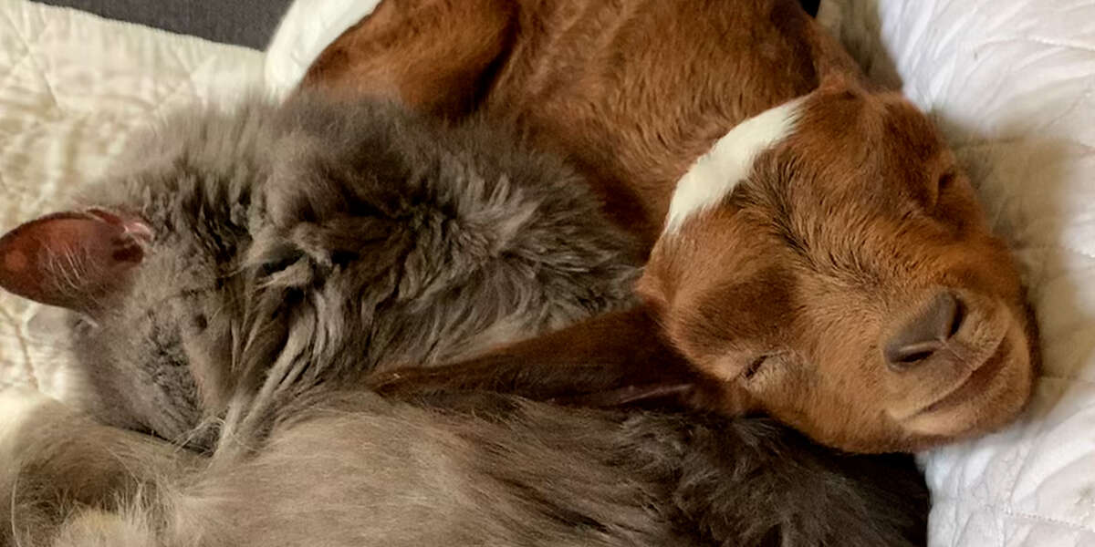 Baby Goat Grows Up Believing She's a Cat - Videos - The Dodo