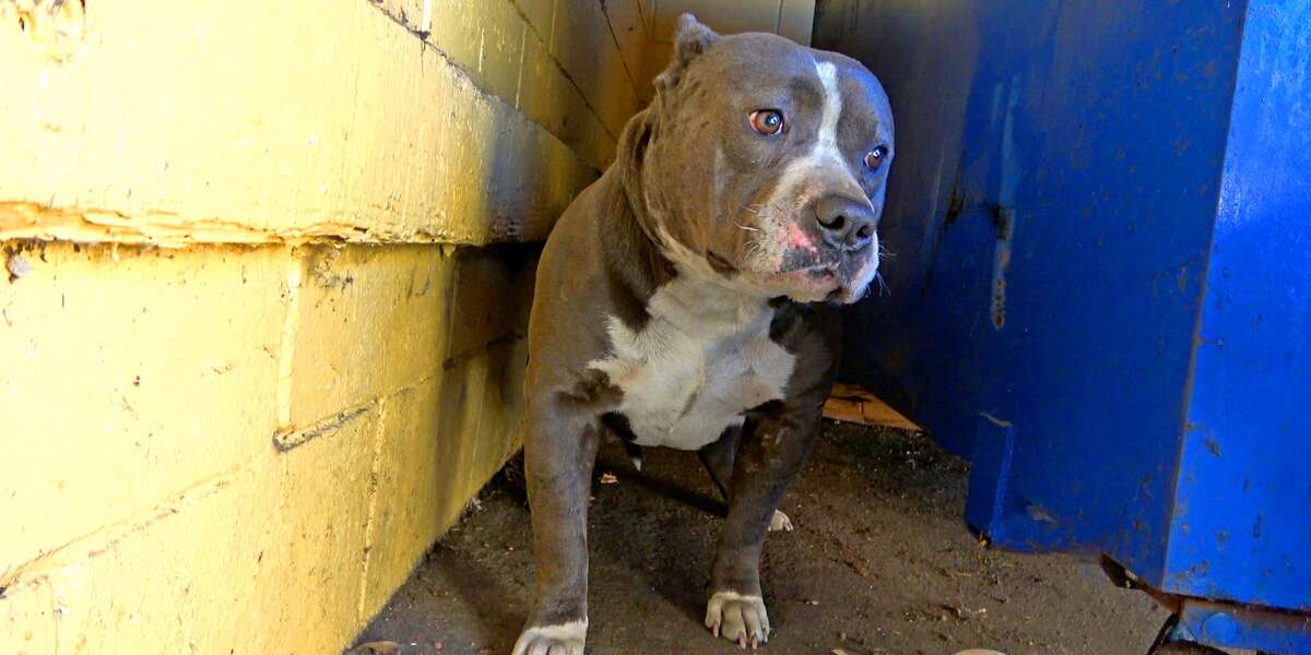 Pittie Couldn't Stop Shaking Until Her Rescuers Finally Give Her A Hug ...