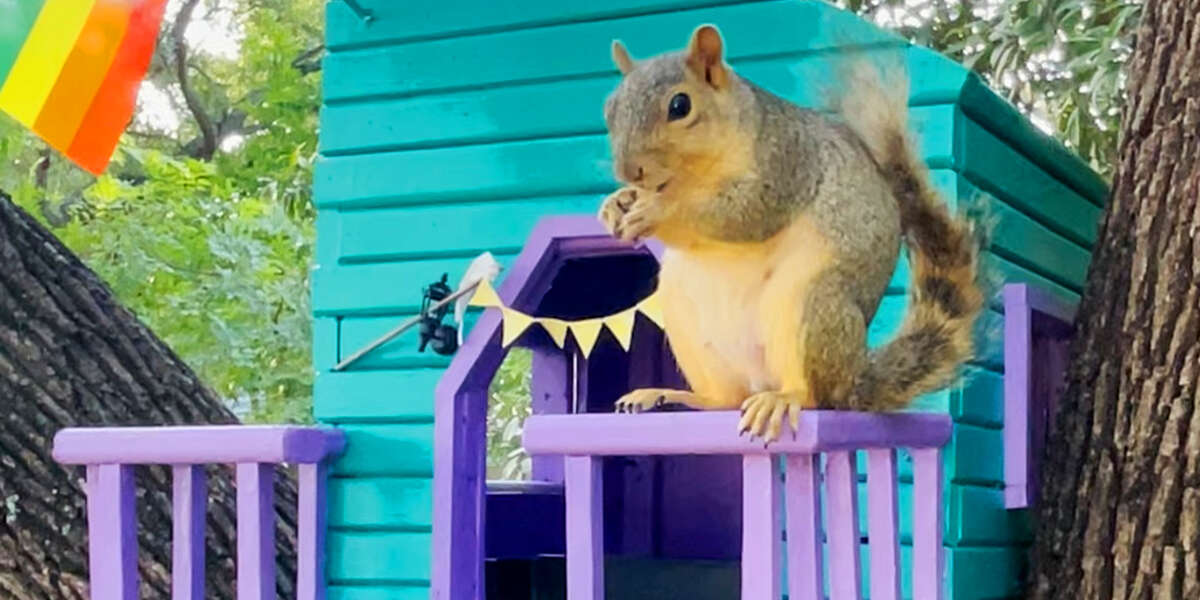 Squirrel Would Play In Couple's Backyard So They Build Her A Treehouse ...