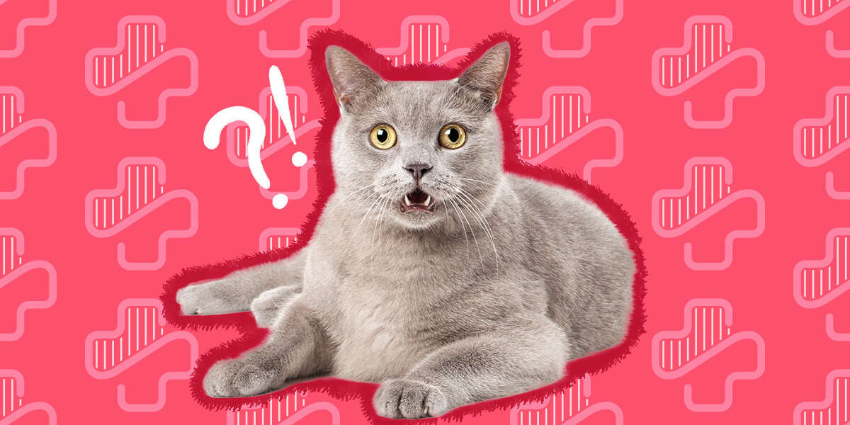 Cat Seizure: A Vet Expert Explains How This Affects Your Cat And What ...