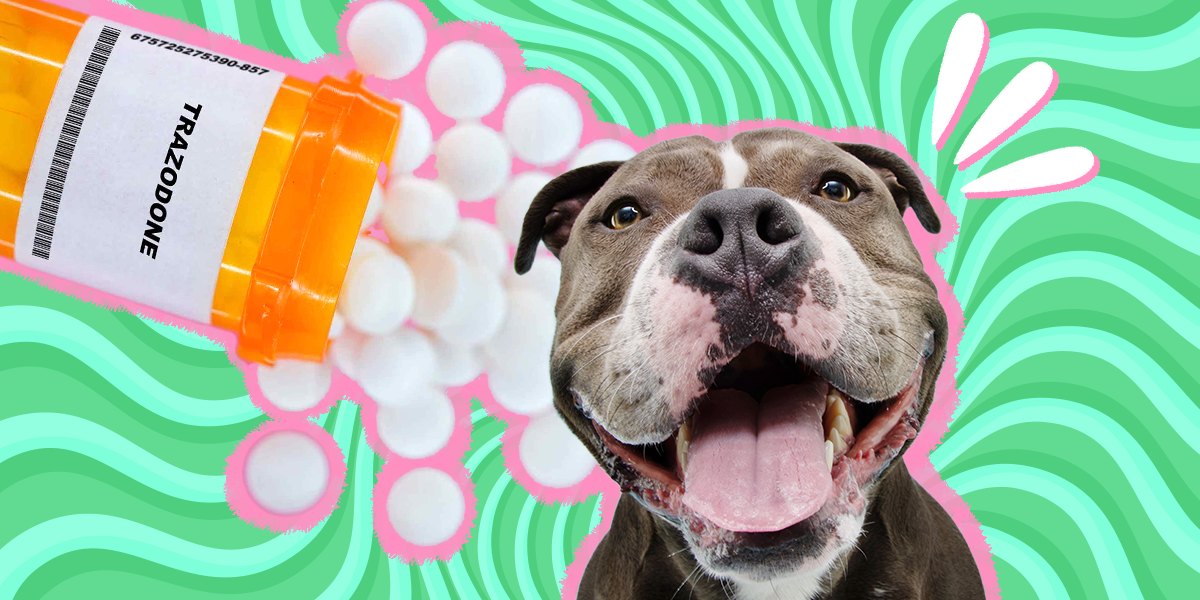 Trazodone For Dogs: Is It Safe? A Vet Expert Weighs In - DodoWell - The ...