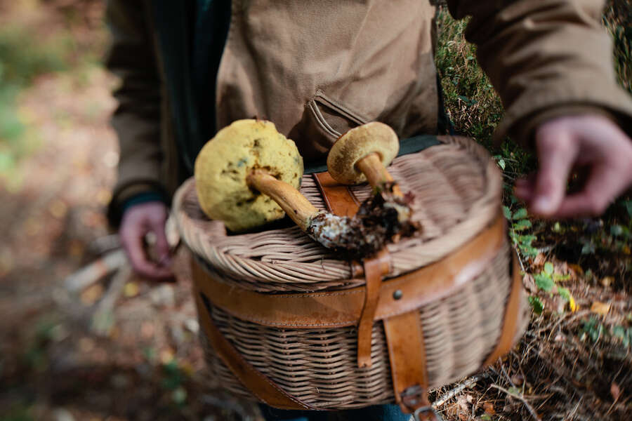 How to Forage According to Foraging Experts - Thrillist