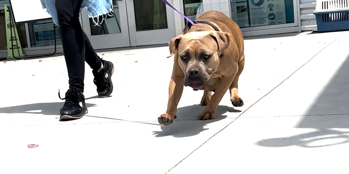 Scared Mama Pittie Gets Rescued Just In Time To Have Her Babies ...
