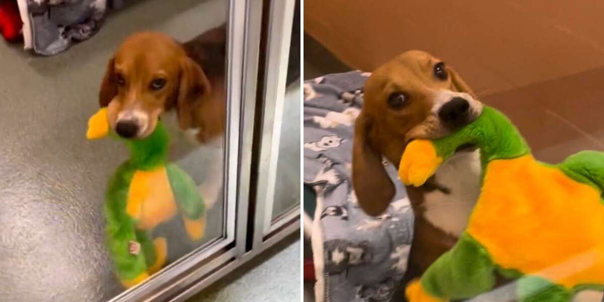 Rescue Beagle Gets His Very First Toy And Refuses To Let Go - The Dodo