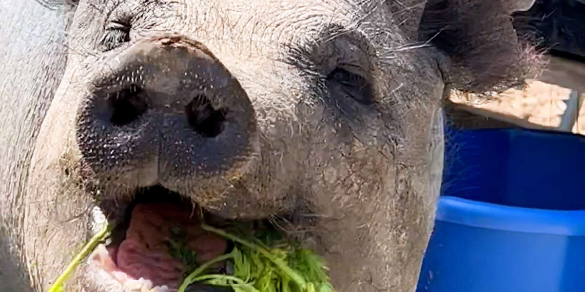 Pig Who Spent Life In Lab Sees Sun For The First Time - Videos - The Dodo
