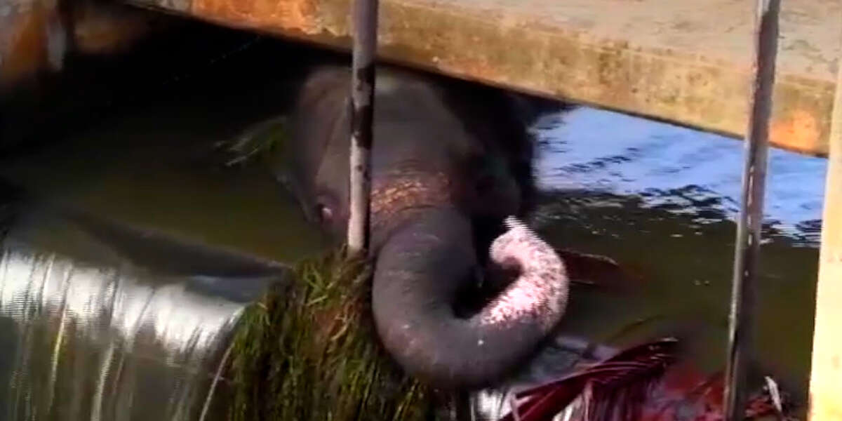 Elephant Escapes A Canal Using A Makeshift Ladder - Videos - The Dodo