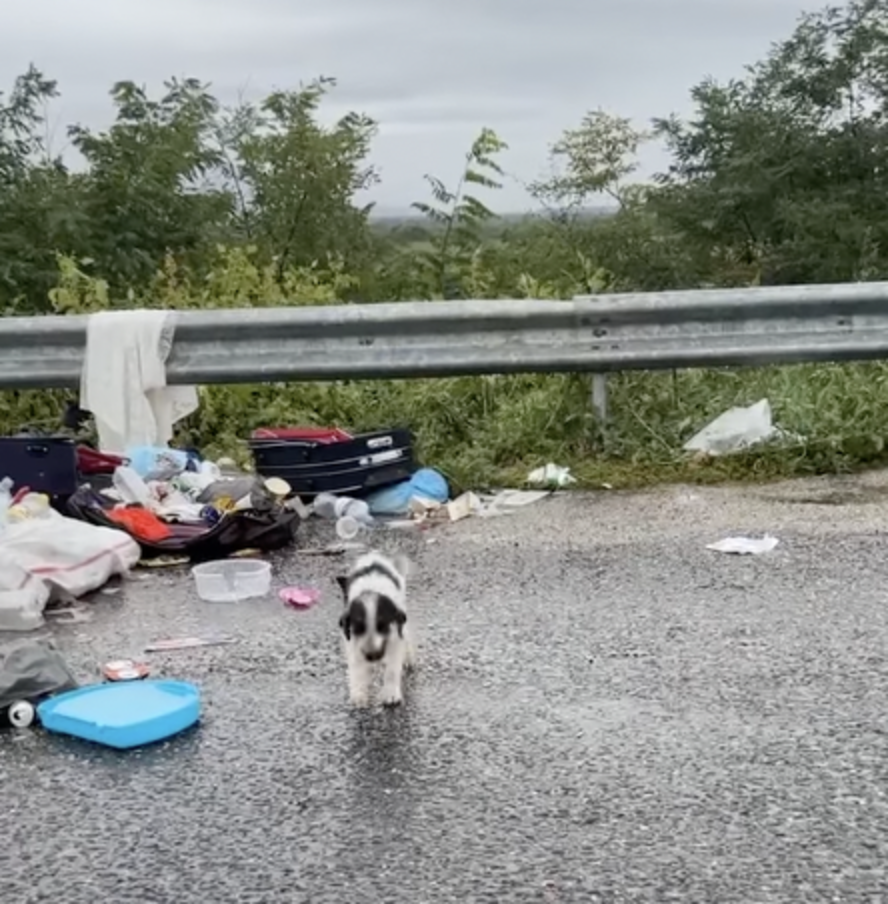 Stray Pup Searches Trash In Rain Until Kind Woman Helps - The Dodo