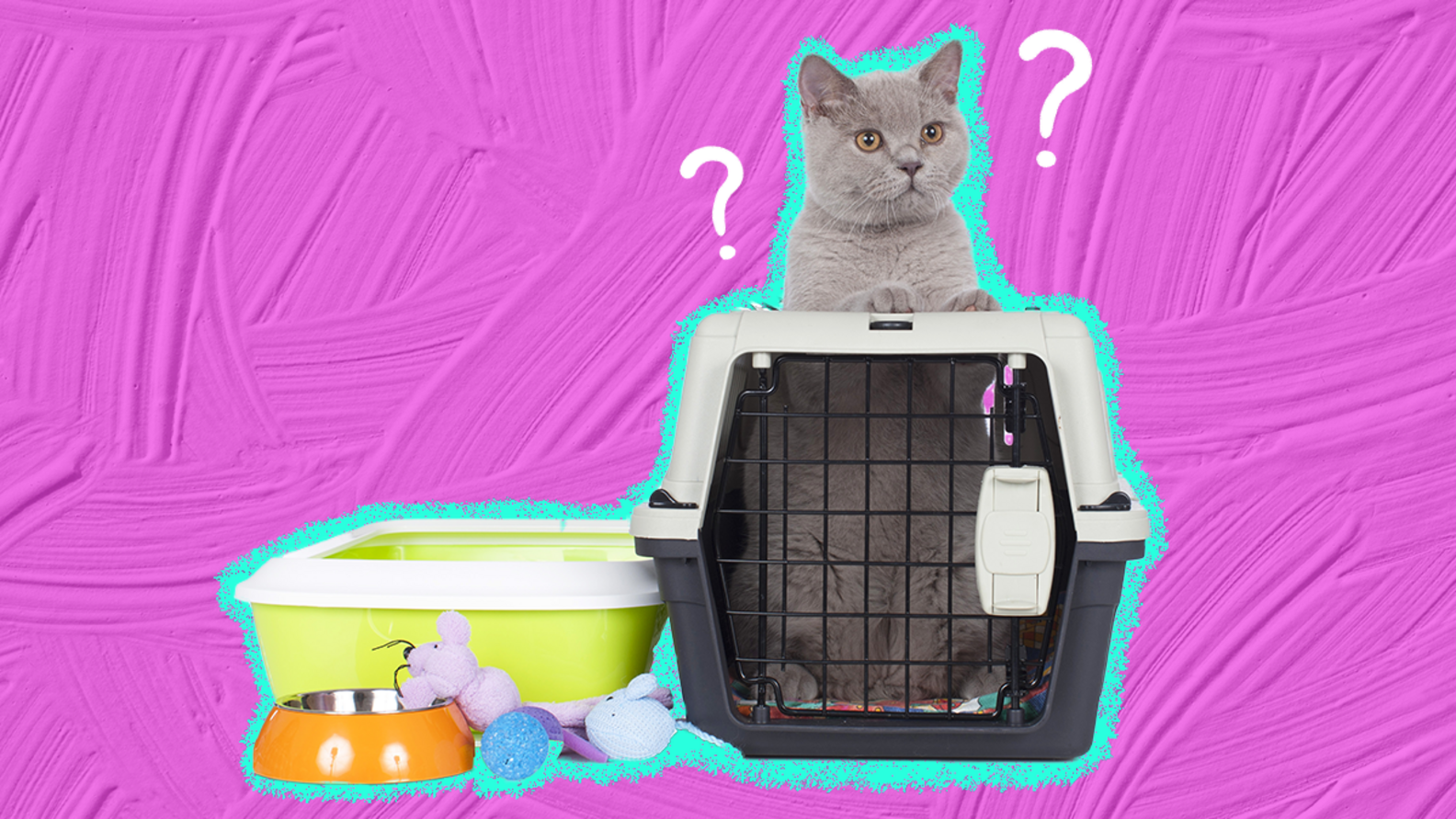 Cat Supplies: The 11 Essentials You Need For Your New BFF - DodoWell ...