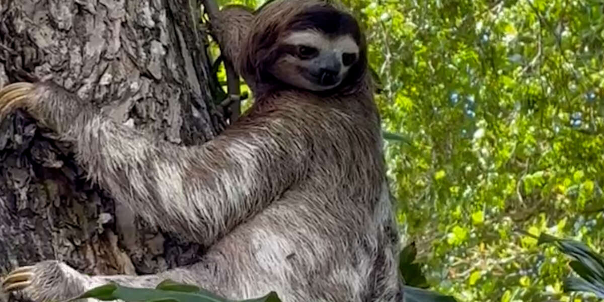 Lost Baby Sloth Reunites With Mom - Videos - The Dodo