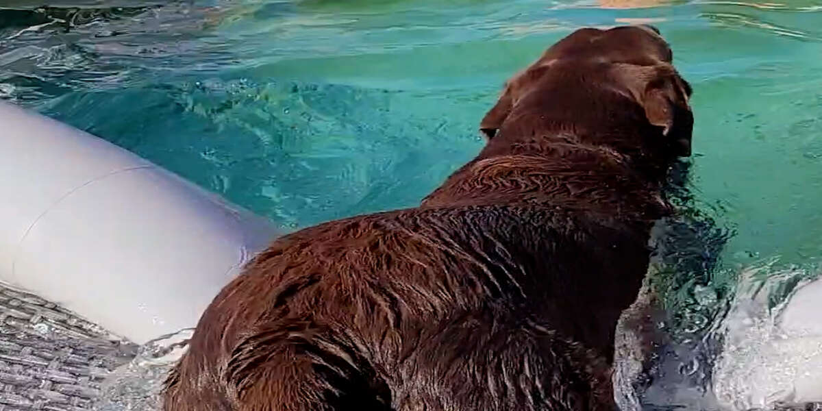 Chocolate Lab Can't Stop Diving - Videos - The Dodo