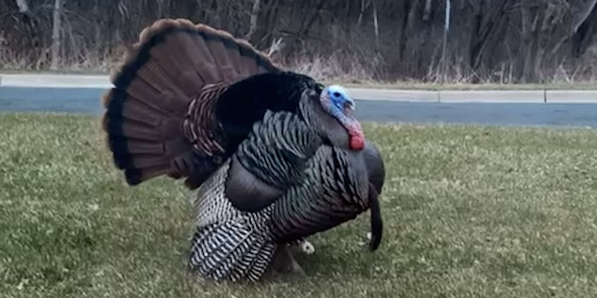 Wild Turkey Tries to Fight Cars - Videos - The Dodo