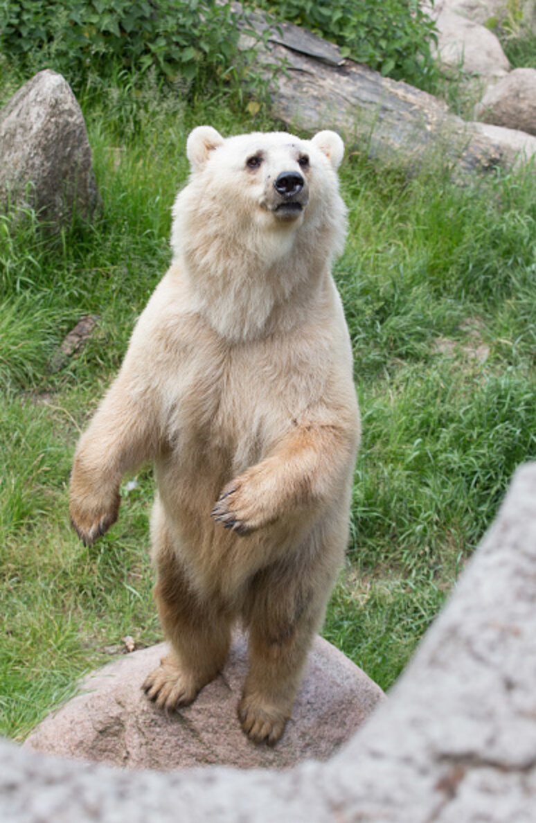 Pizzly Bears Exist — And They're More Common Than You Might Think - The ...