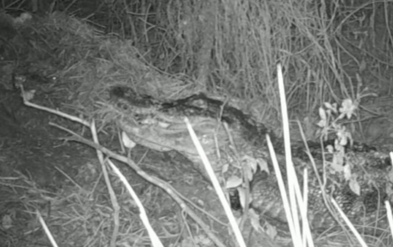 Camera Catches 8-Foot Alligator With Something Incredible In Her Mouth ...