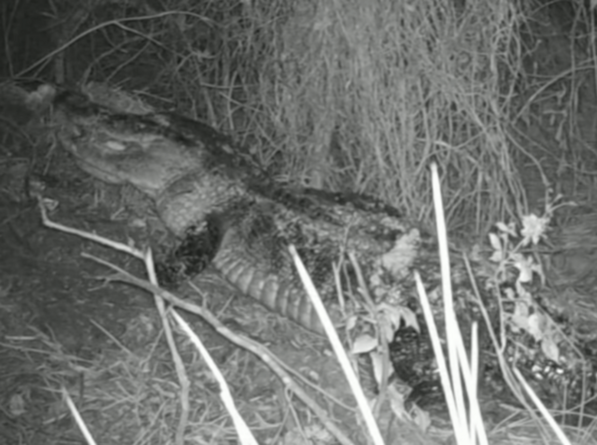 Camera Catches 8-Foot Alligator With Something Incredible In Her Mouth ...