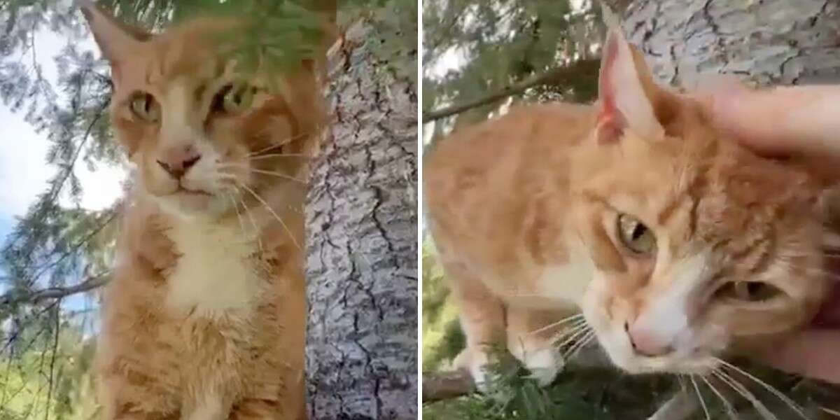 Cat Trapped 75 Feet In The Air For Two Weeks Is So Relieved To See ...