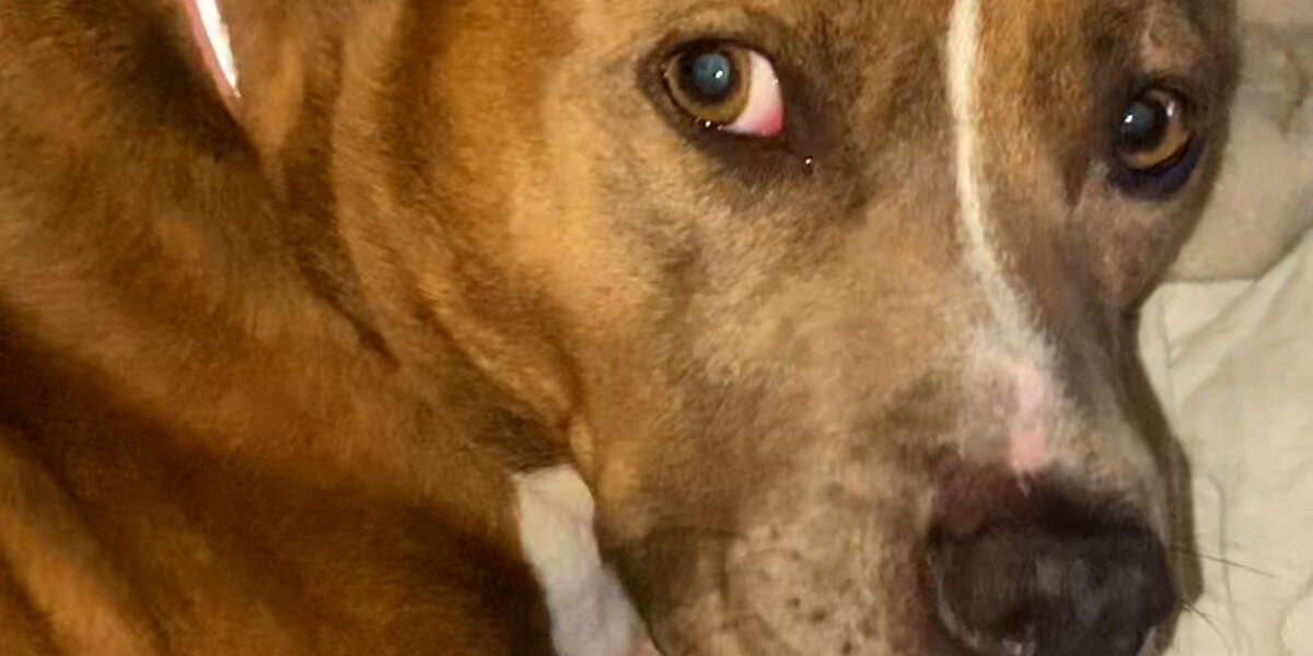 Anxious Pittie Has A Special Weighted Blanket - Videos - The Dodo