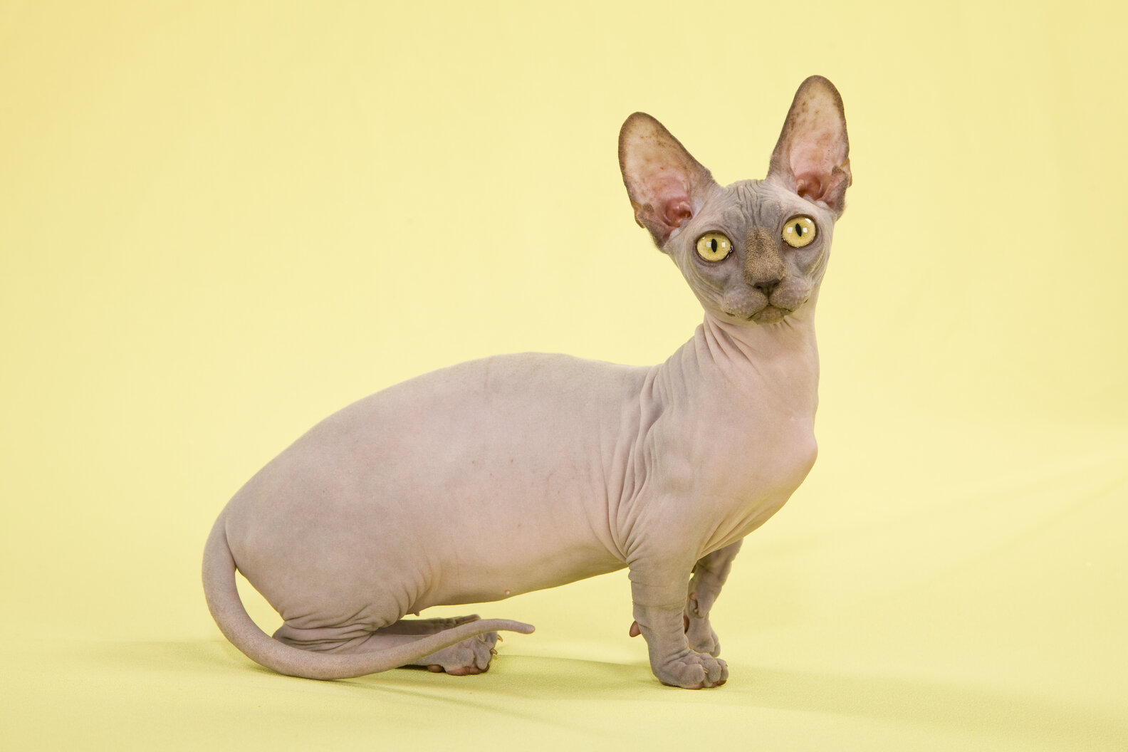 Hairless Cats: 8 Breeds That Make Amazing Pets And How Best To Care For ...