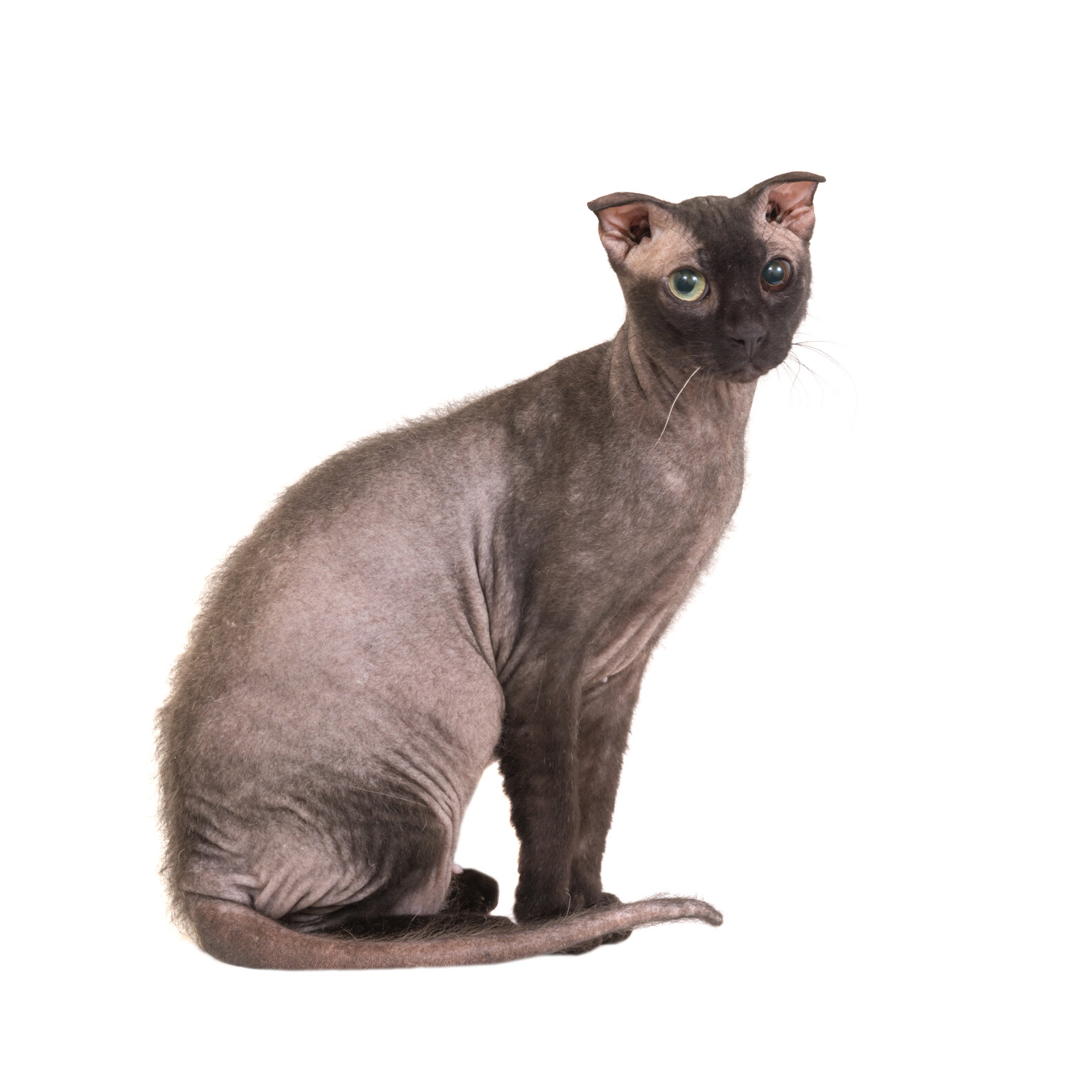 Hairless Cats: 8 Breeds That Make Amazing Pets And How Best To Care For ...