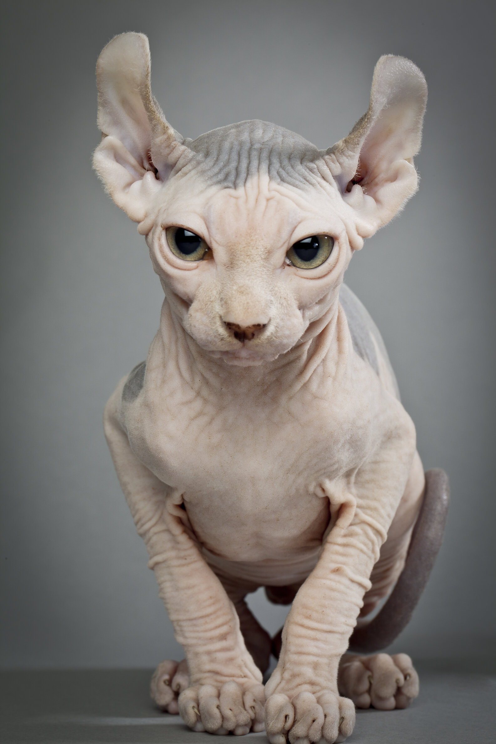 Hairless Cats: 8 Breeds That Make Amazing Pets And How Best To Care For ...