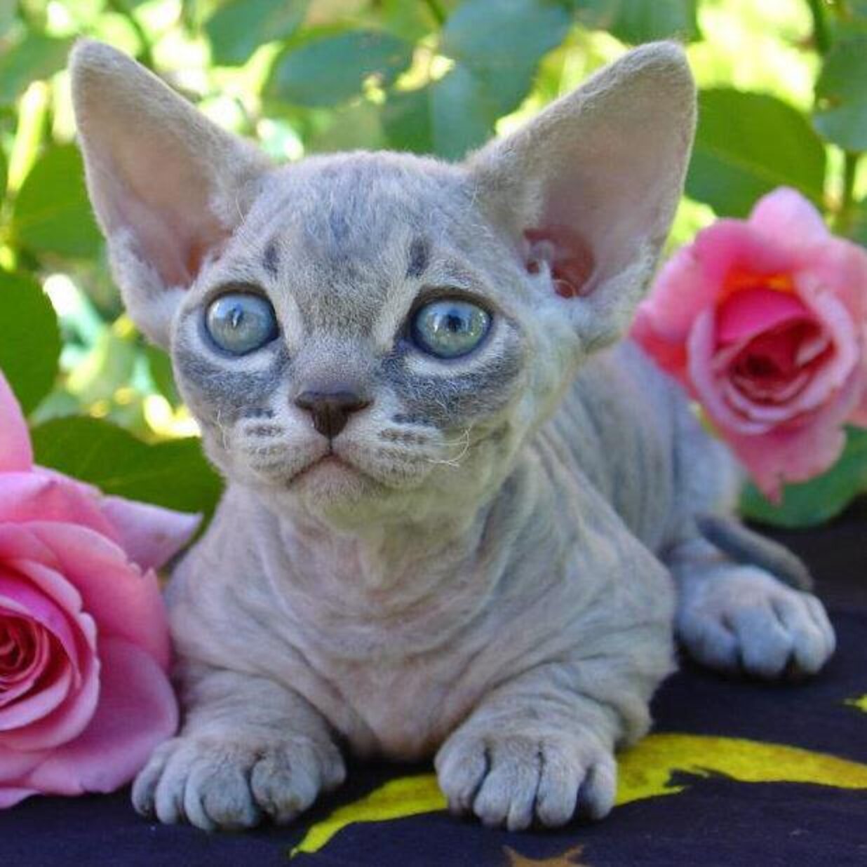 Hairless Cats: 8 Breeds That Make Amazing Pets And How Best To Care For ...