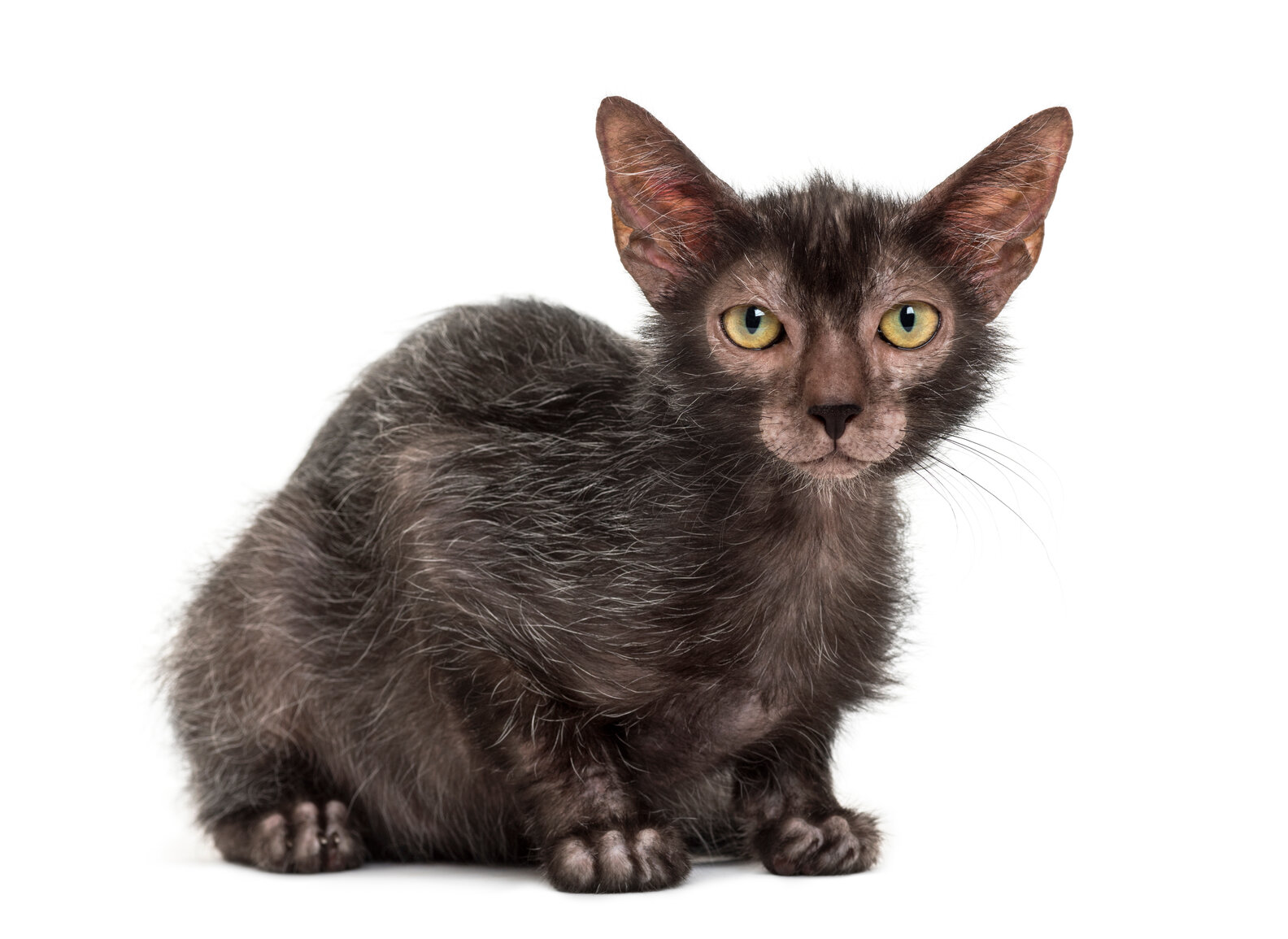 Hairless Cats: 8 Breeds That Make Amazing Pets And How Best To Care For ...