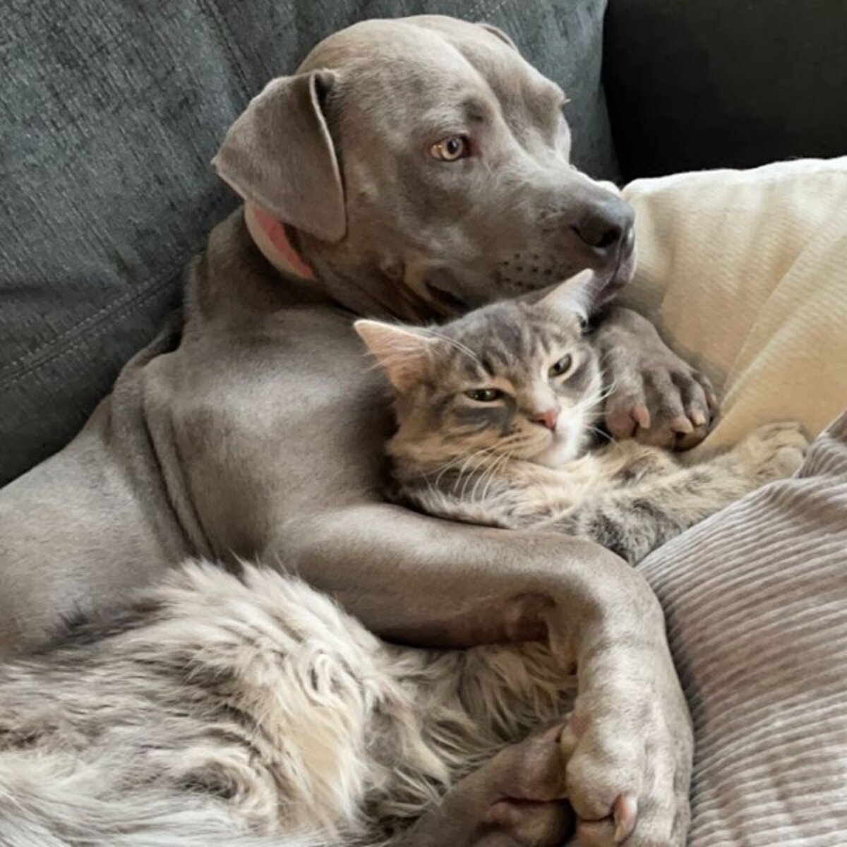 Huge Pittie Raised By Cats Thinks She's A Cat, Too - The Dodo