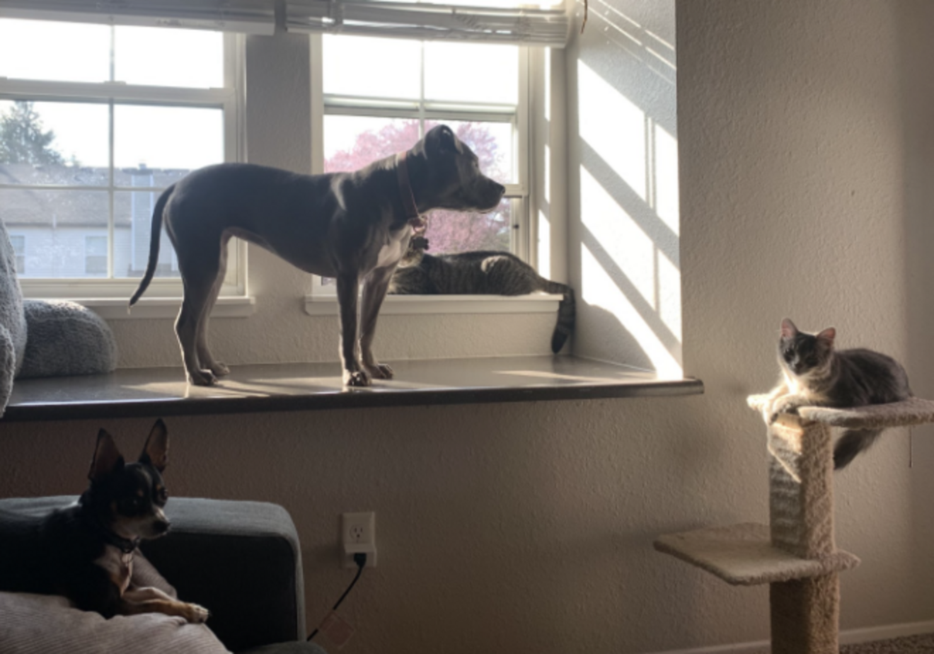 Huge Pittie Raised By Cats Thinks She's A Cat, Too - The Dodo