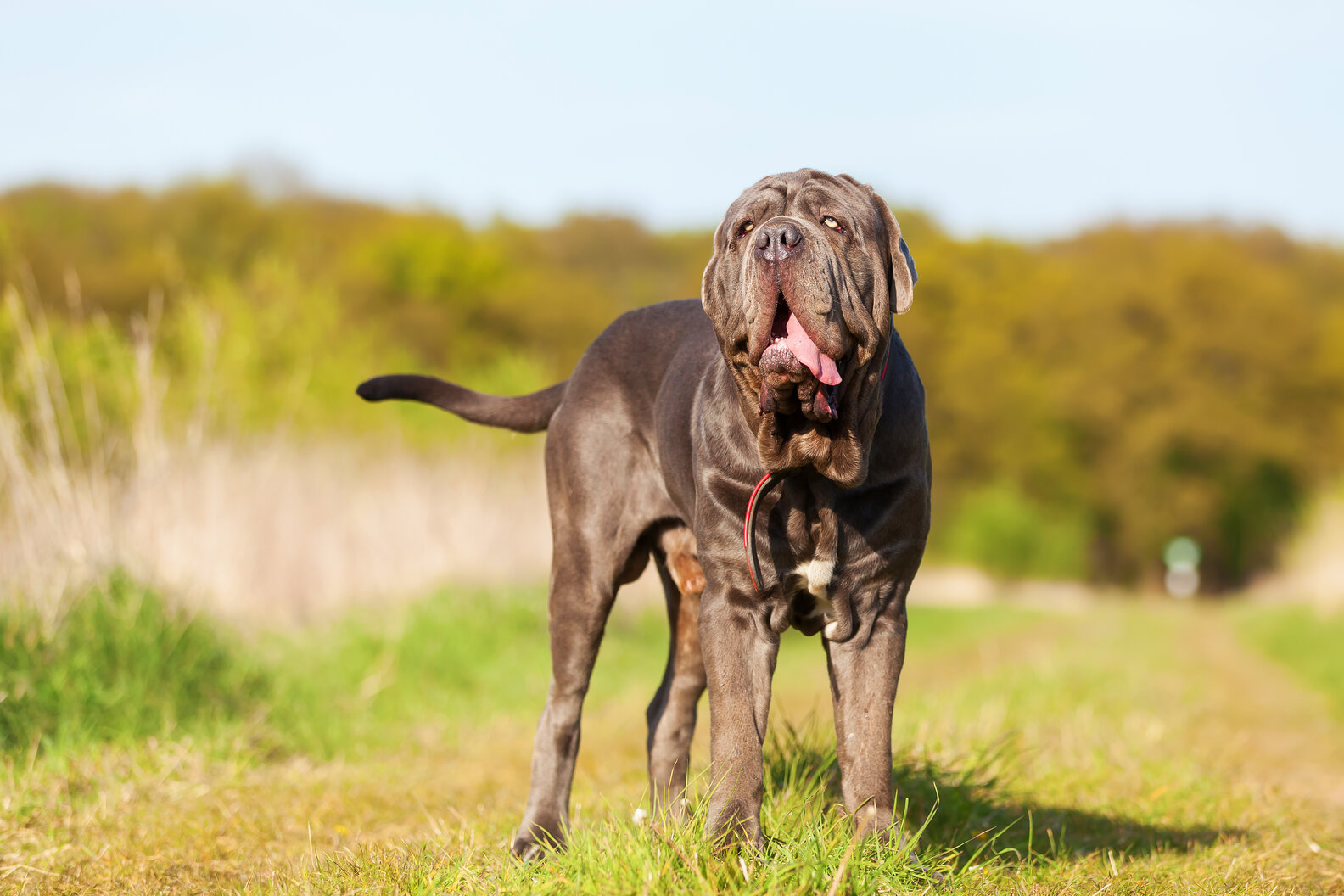 Biggest Dog Breeds: Facts To Know About The World’s 16 Largest Dogs ...