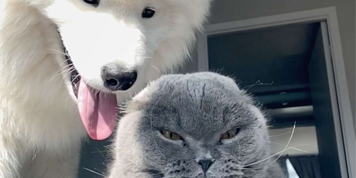 Dog Tries For Two Years To Win This Cat Over - Videos - The Dodo
