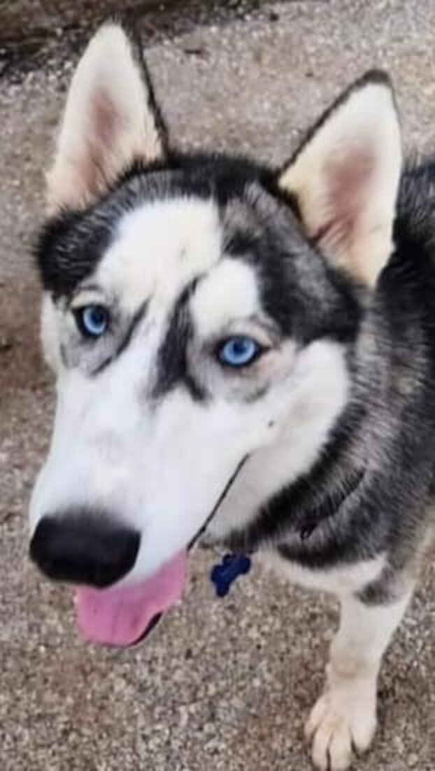 Rescue Goes To Help Three Huskies And Find Huge Surprise - The Dodo